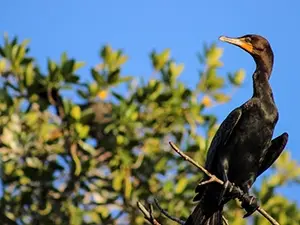Florida Keys Wild Bird Center - Keys Caribbean