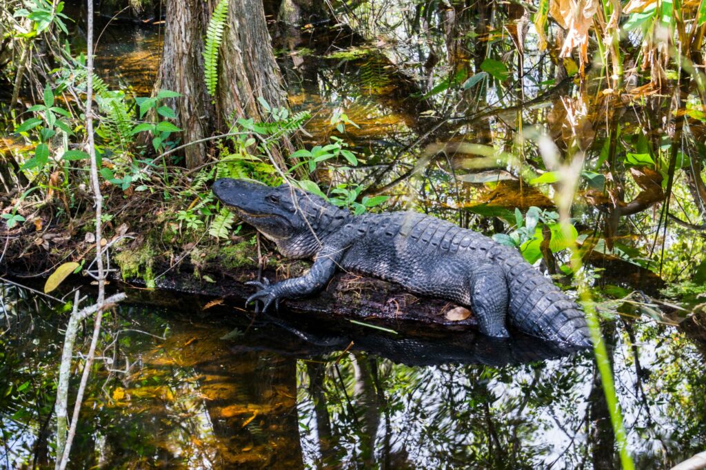 Everglades National Park - Keys Caribbean