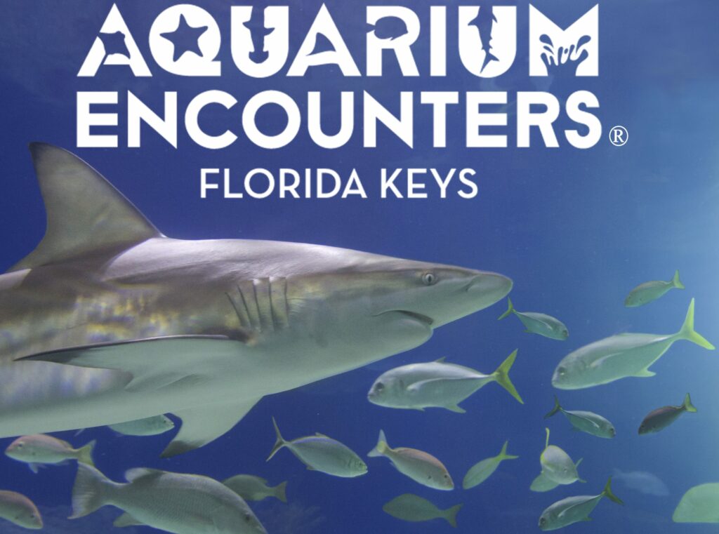 FL Keys Aquarium Encounters - Keys Caribbean